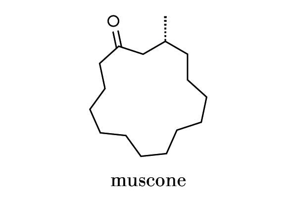 Die Faszination von Moschus in der Welt der Düfte